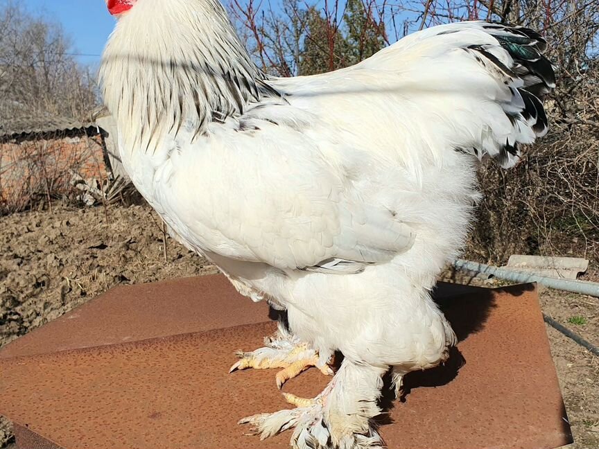 Инкубационное яйцо Колумбийская Брама