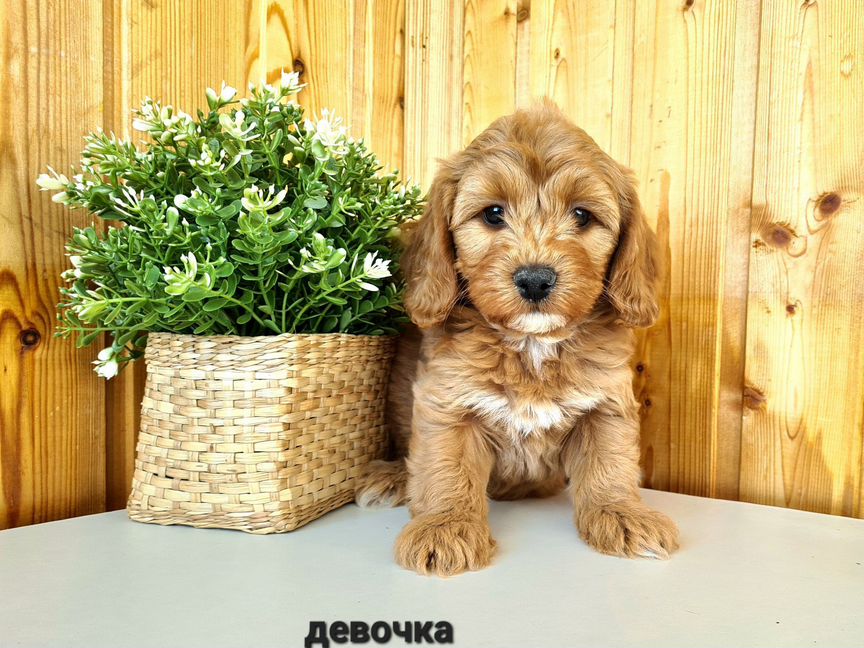 Миниатюрный пудель мальчики и девочка