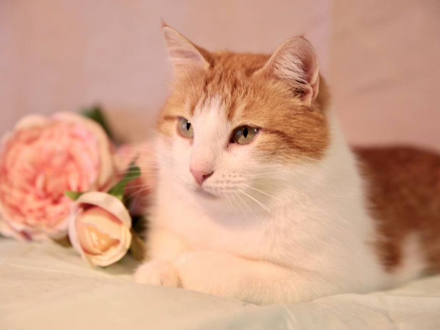 Молодая ласковая кошка Злата
