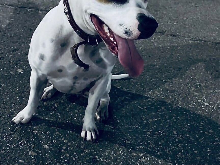 Стаффордширский терьер щенки