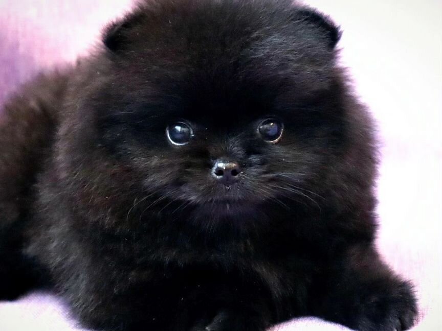 Мальчик мини чёрный померанский шпиц