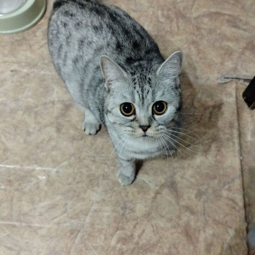 Ищем котика для вязки