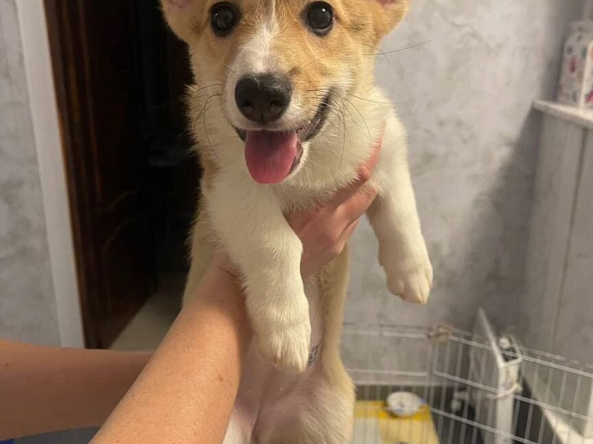 Вельш-корги пемброк