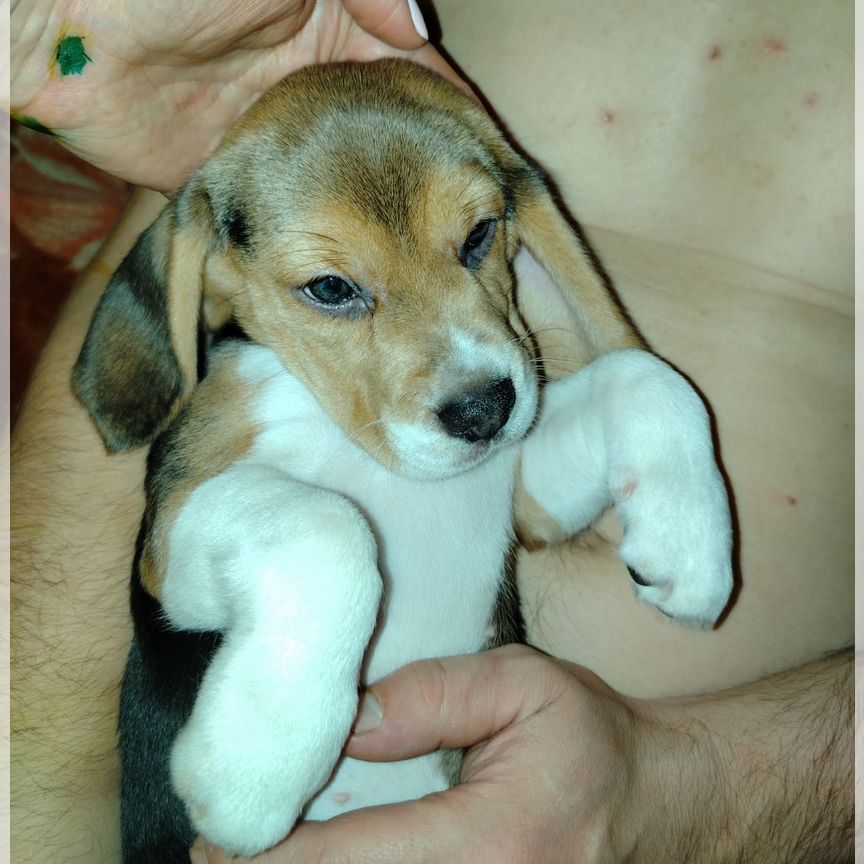 Бигль, щенок