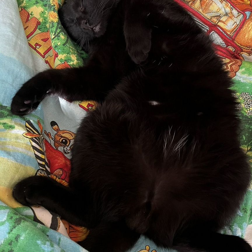 Котик 1 годик