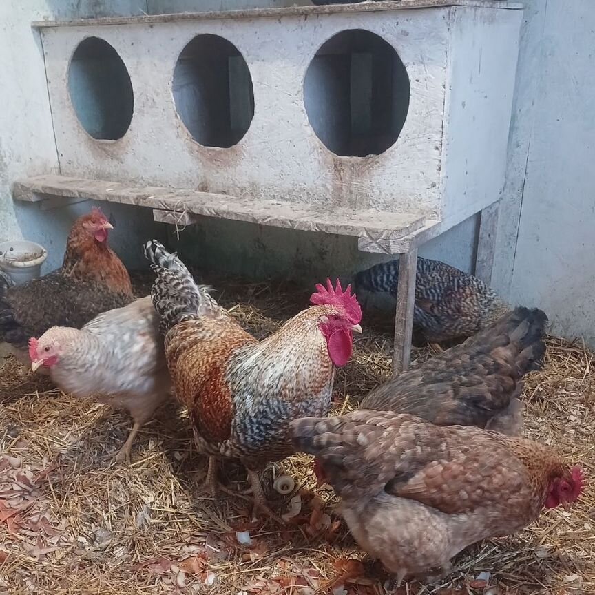 Куры Билефельдер