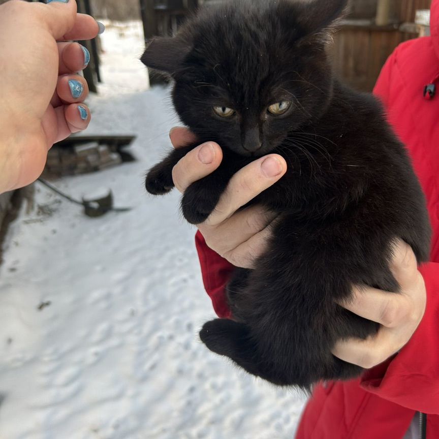 Отдам котят в добрые руки