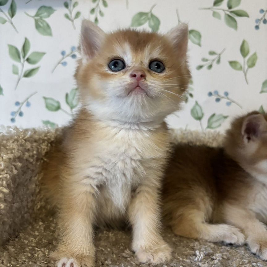 Британские котятки