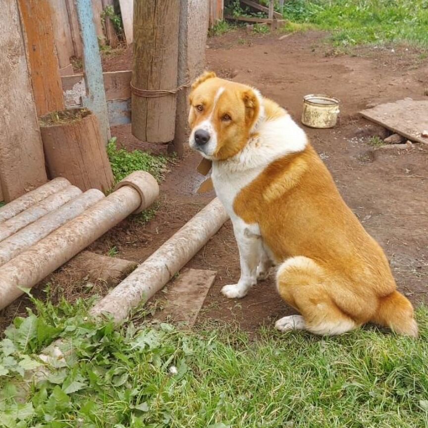 Товары для животных