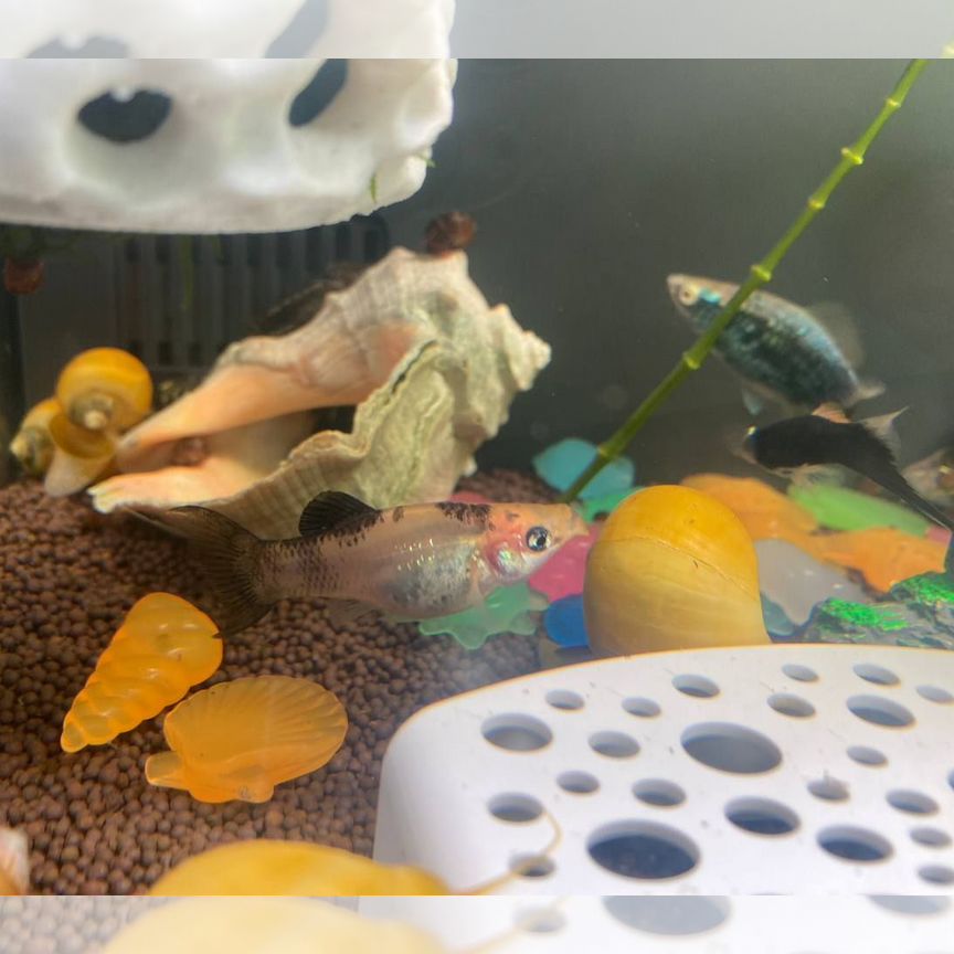 Рыбки Молли и Меченосцы