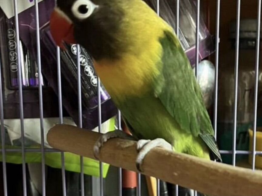 Ожереловый попугай пара