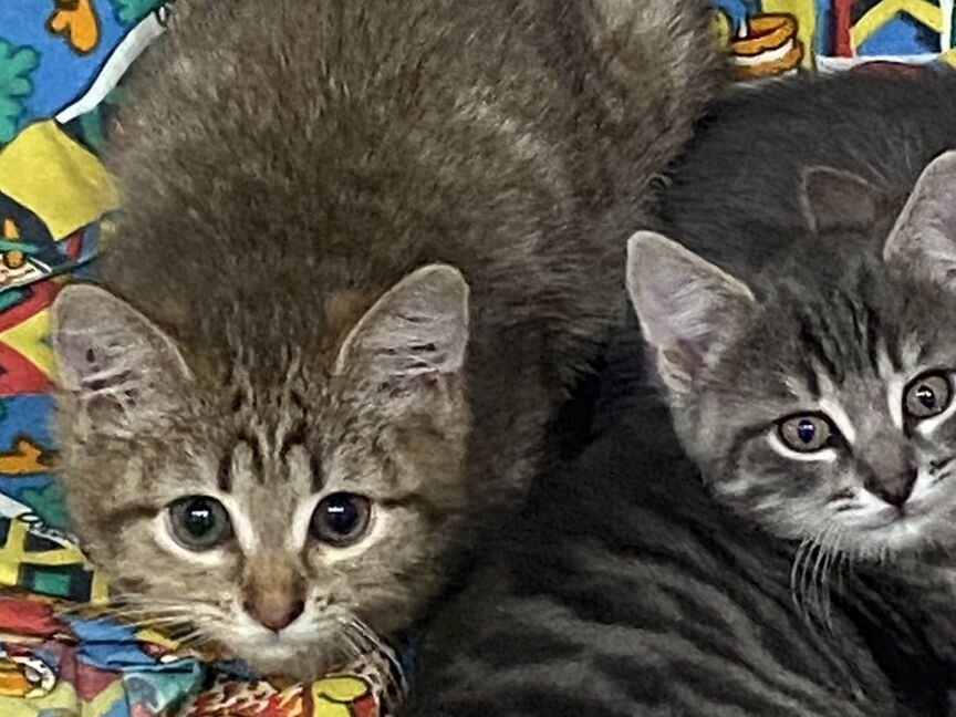 Симпатичные котейки