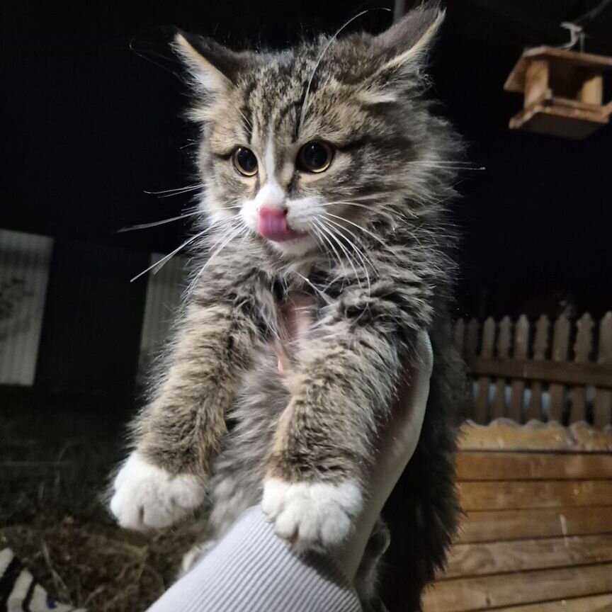 Котёнок в добрые руки