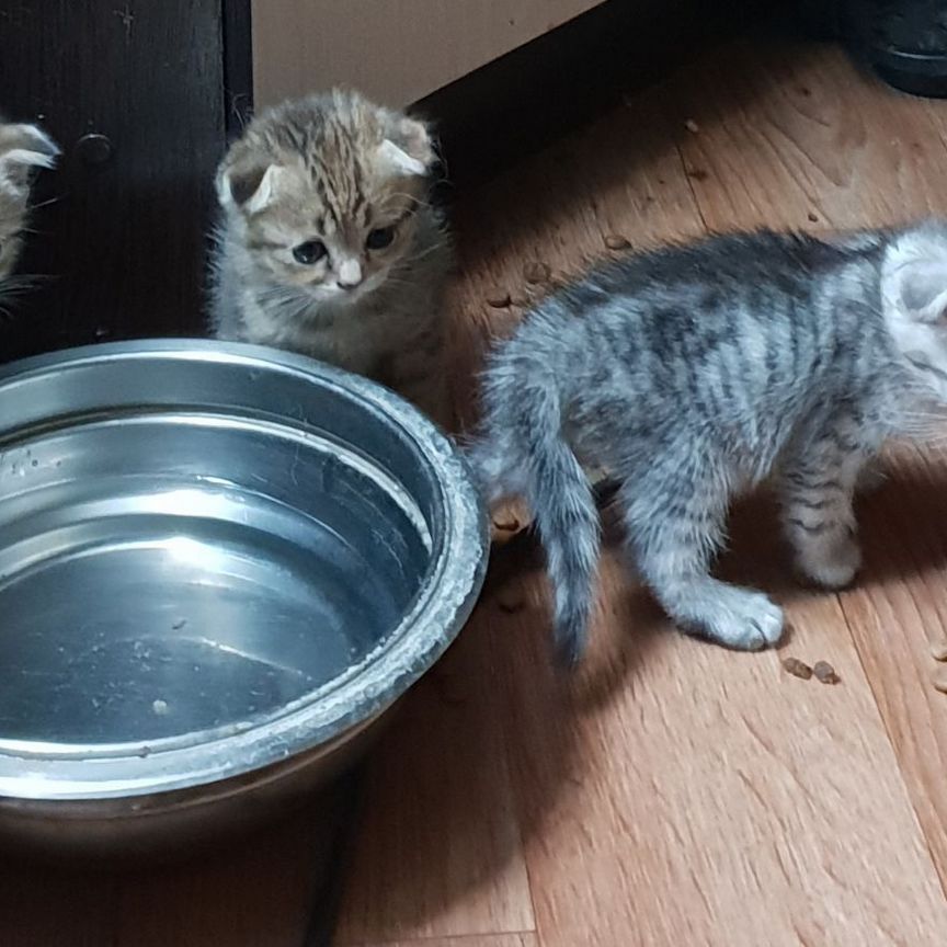 Вислоухие котята