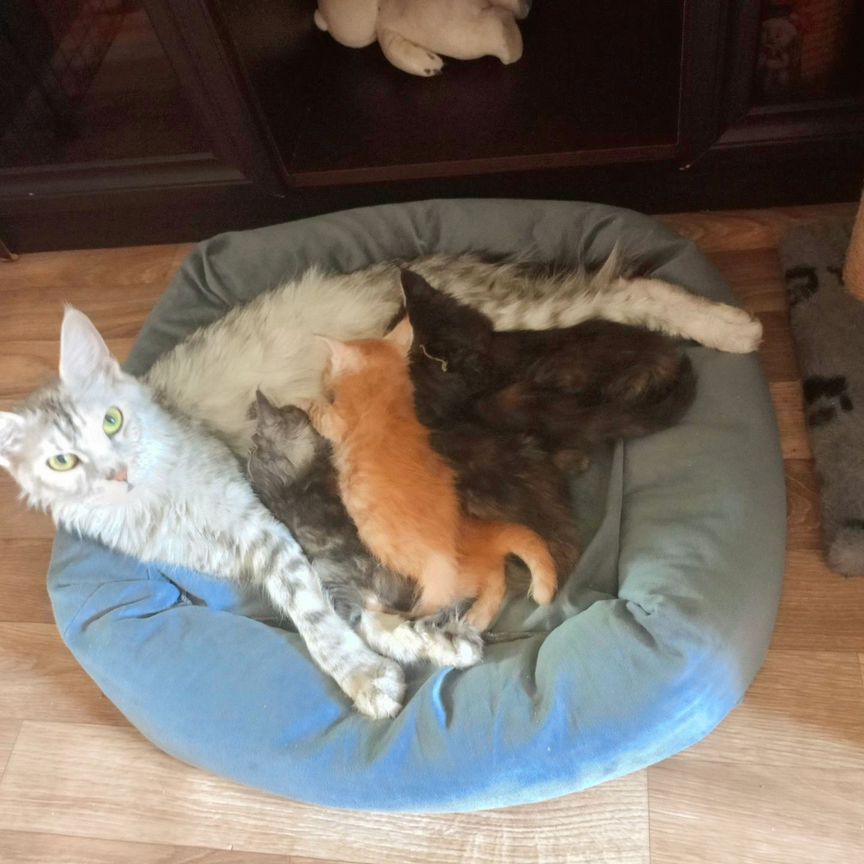 Котята мейн-кун