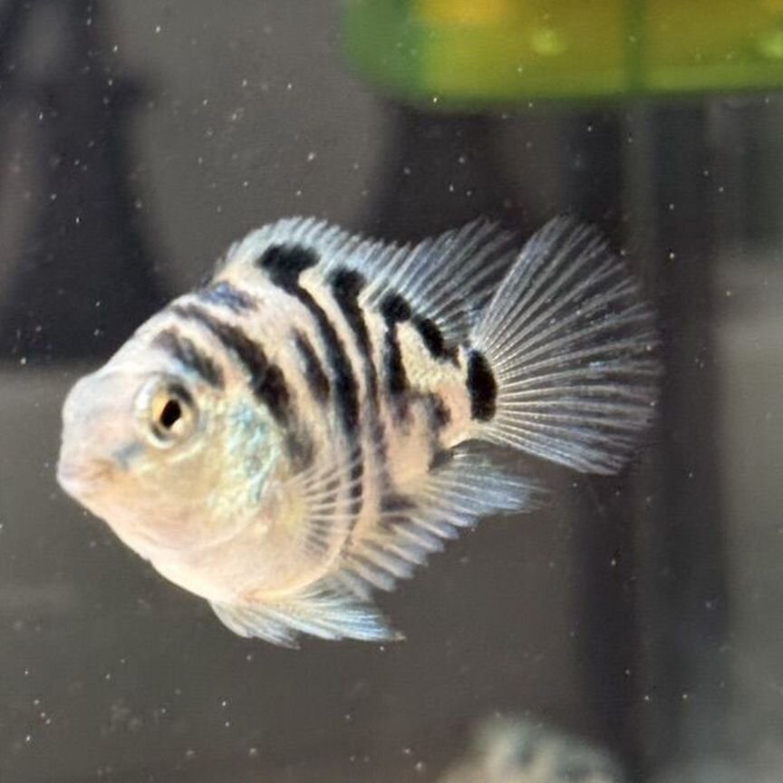 Цихлида сапфировый попугай