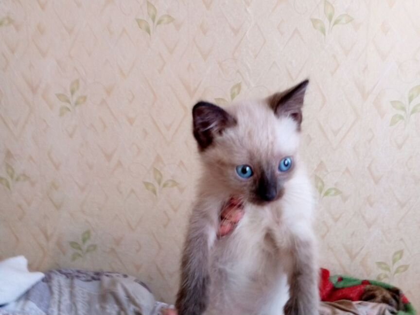 Котята в добрые руки бесплатно