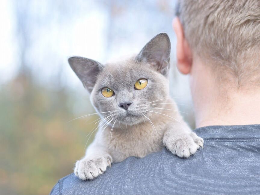 Бурманский котик