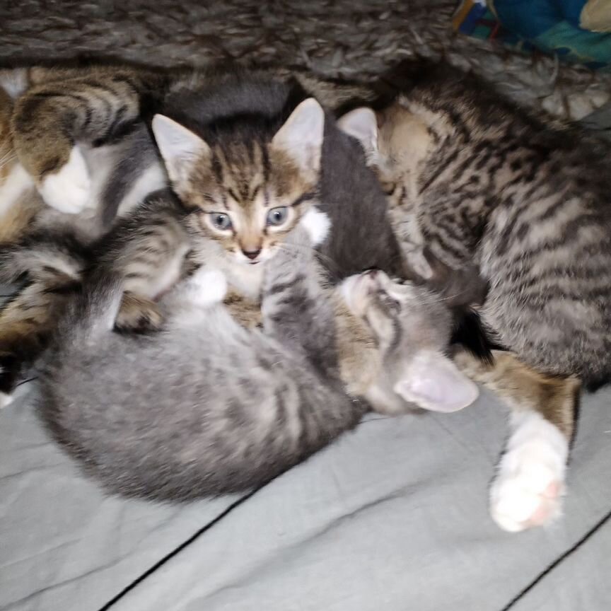 Продажа котят