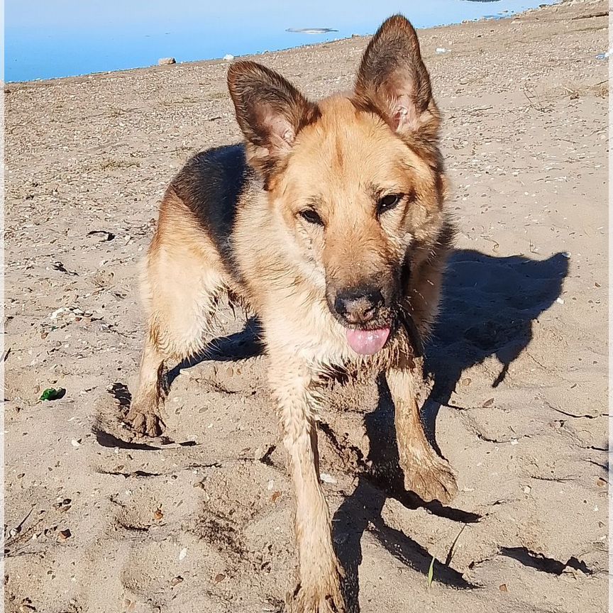 Немецкая овчарка, взрослая собака