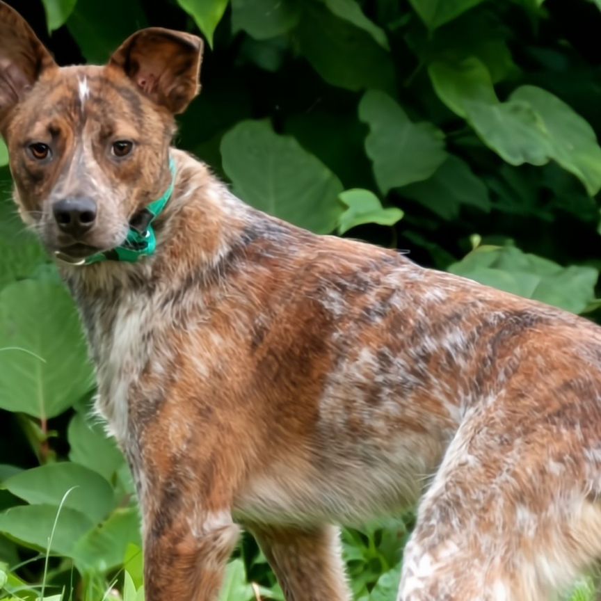 Взрослая собака в добрые руки