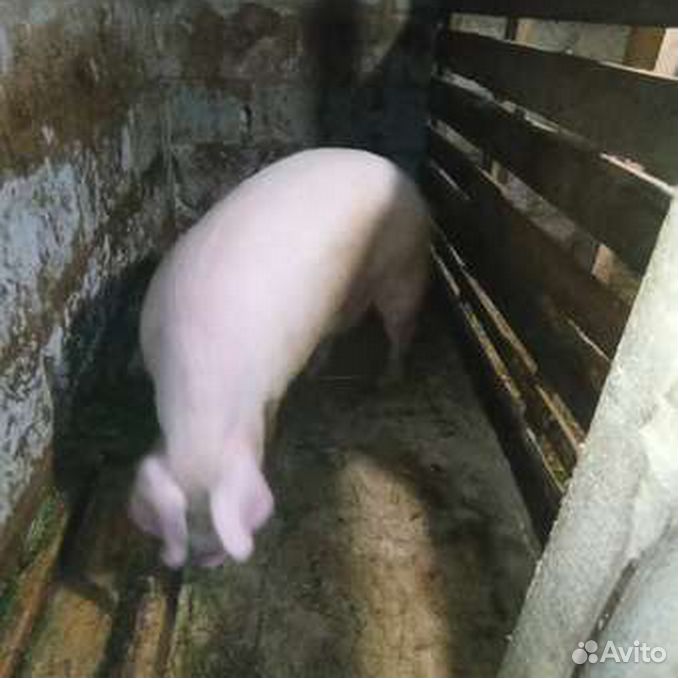 Продам мясо свинина