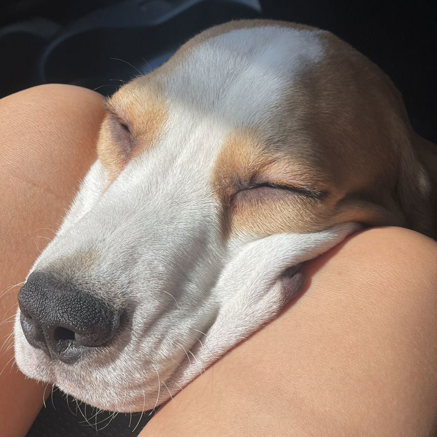 Жених бигль Цезарь