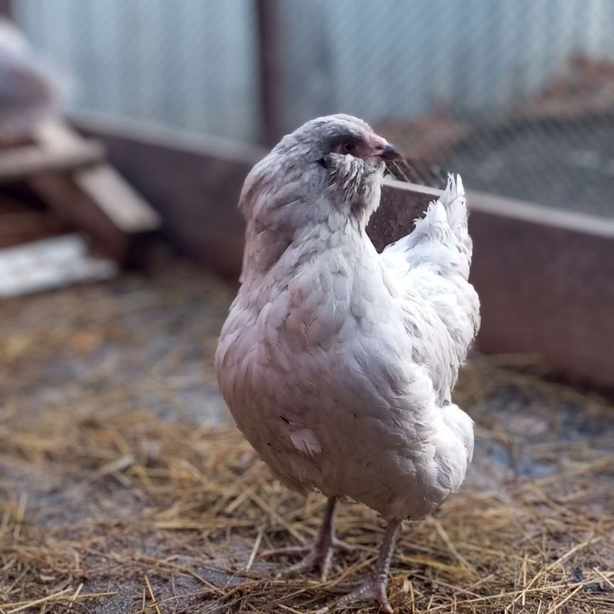 Куры молодки