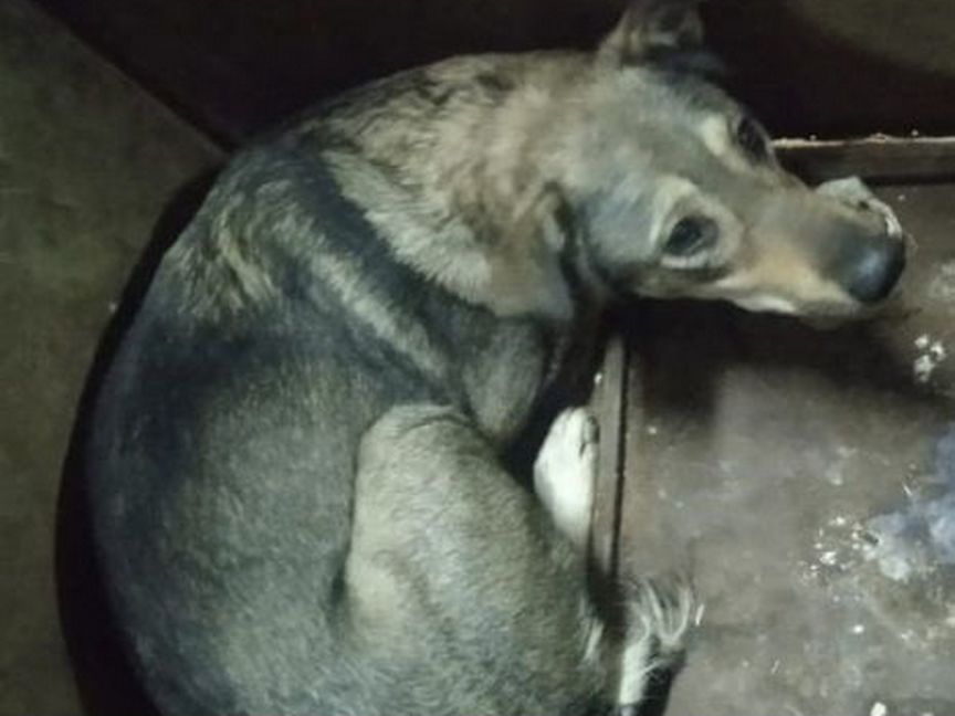 Щенки и собаки желают обрести семью)