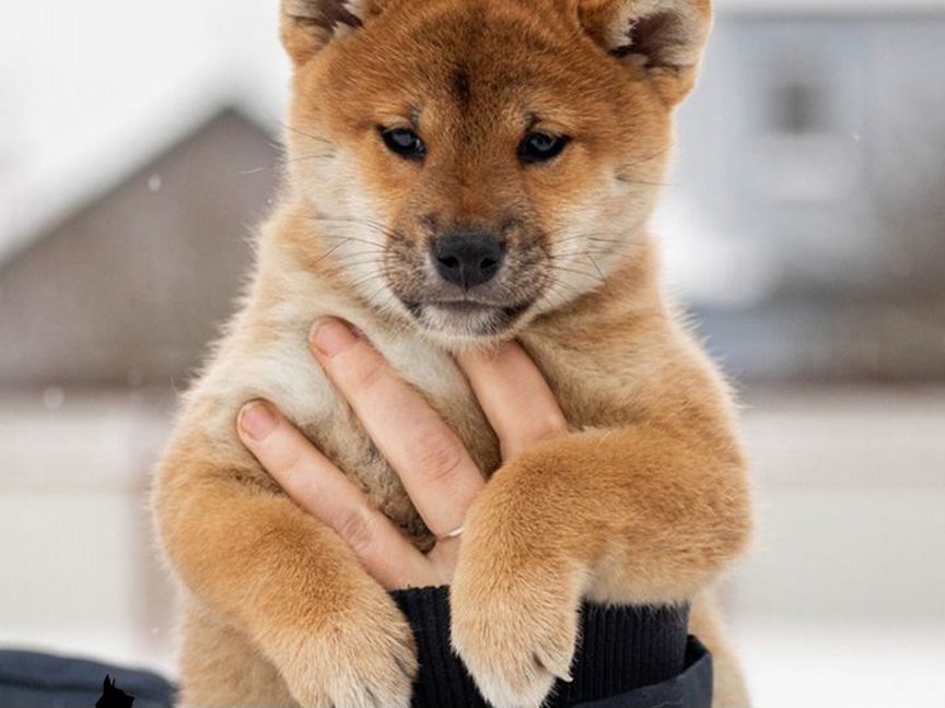 Сиба-Ину. Мальчики и девочки рыжего окраса. РКФ