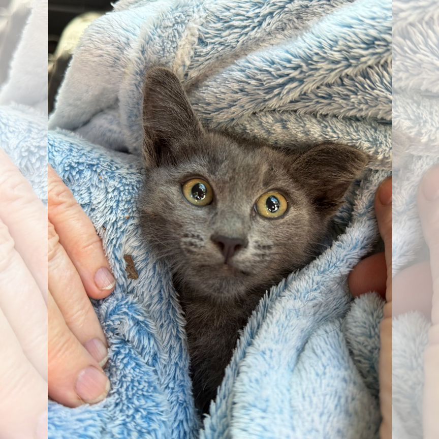 Русский голубой котёнок