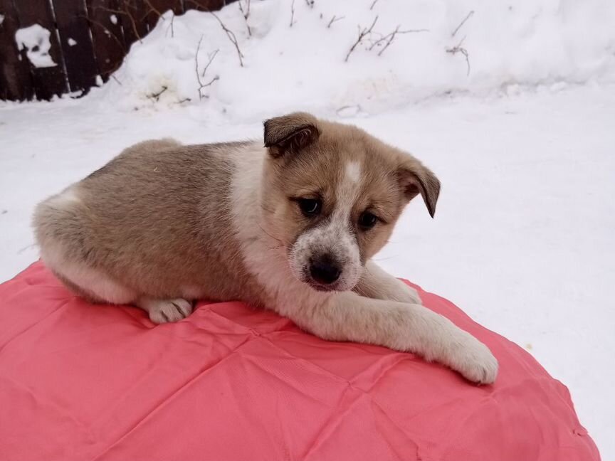 Собака