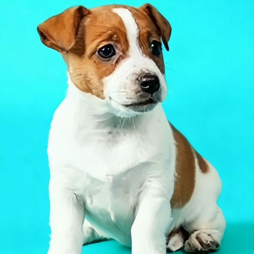 Джек-рассел-терьер, щенок