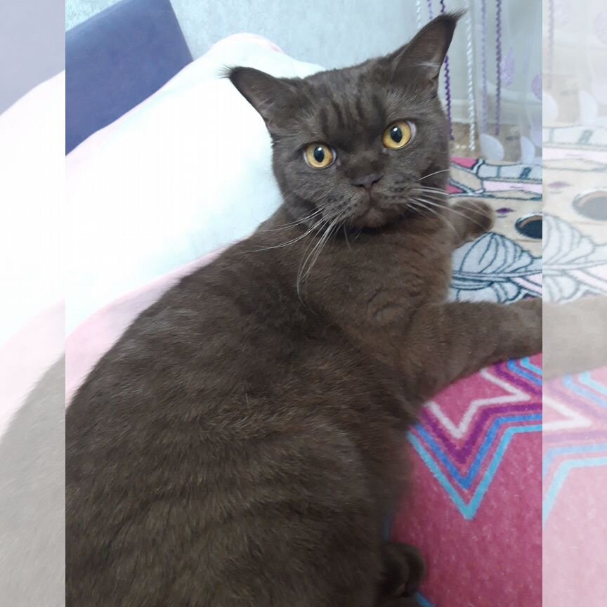 Британский короткошёрстный, взрослый кот