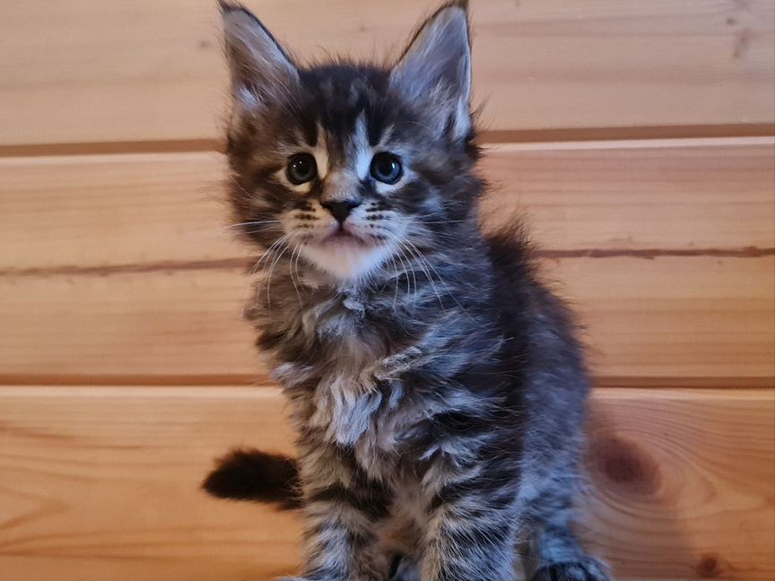 Мейн-кун чудесная девочка