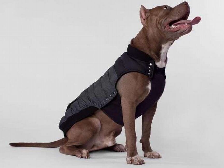 Одежда для вашего питомца