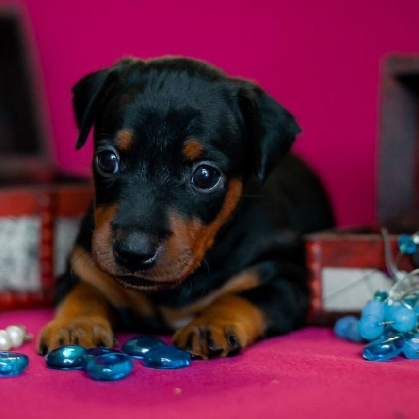 Цвергпинчер, щенок