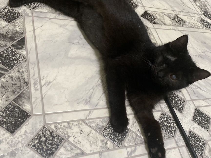 Особенные котята в добрые руки