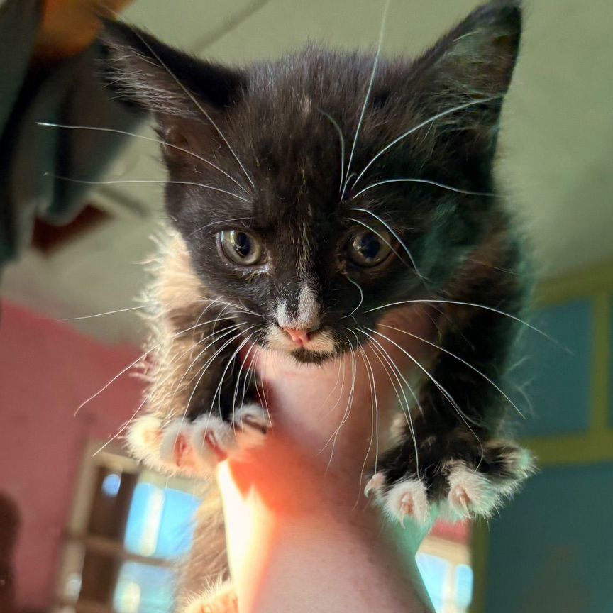 Ориентальный котёнок