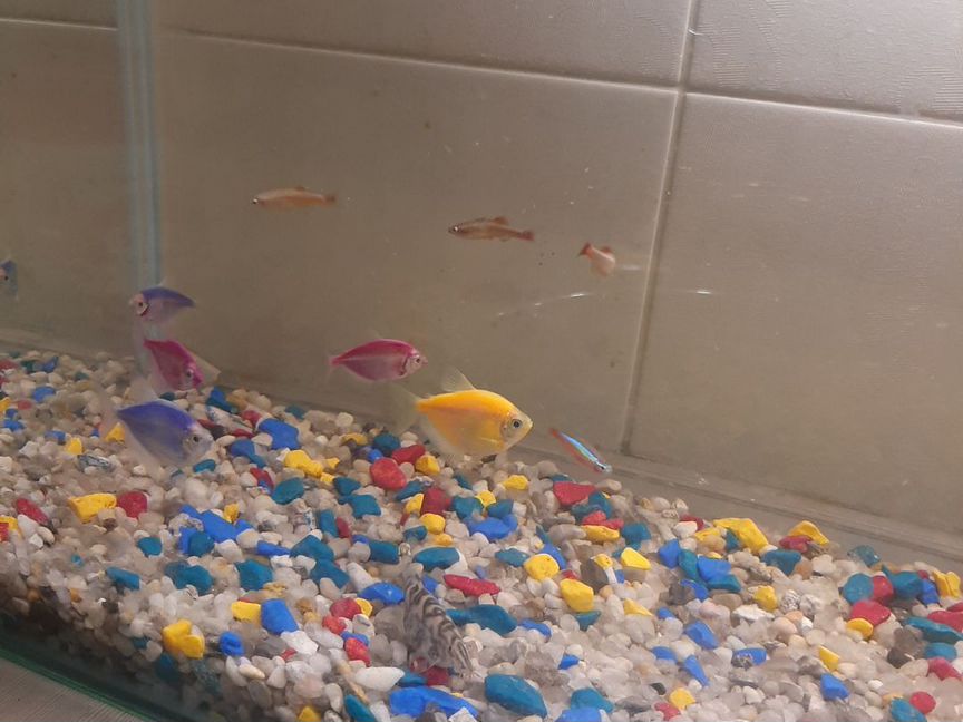Аквариум с рыбками