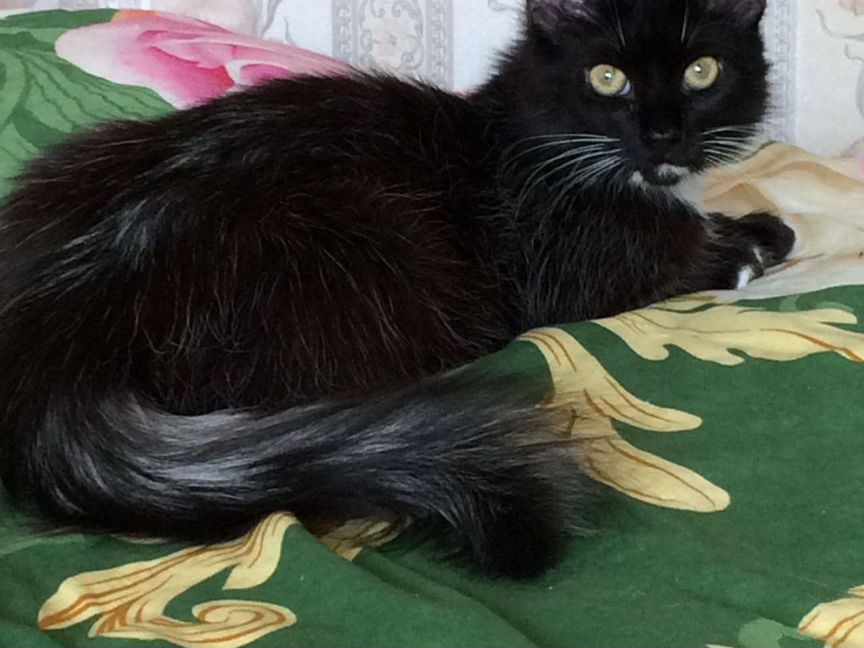 Котята в добрые руки бесплатно