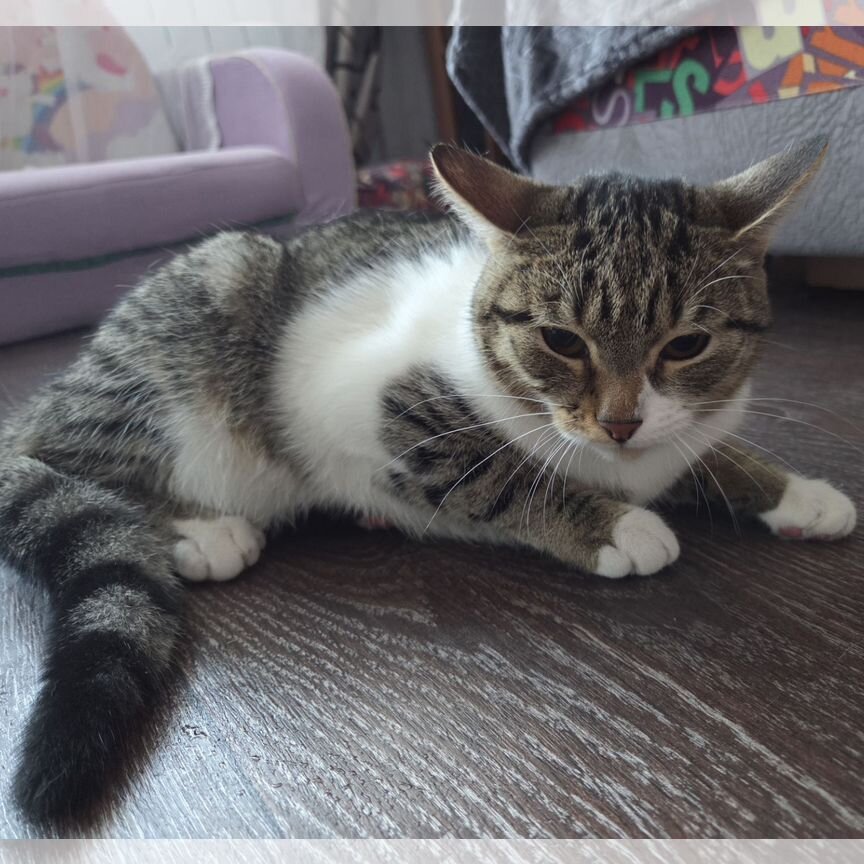 Котёнок в добрые руки