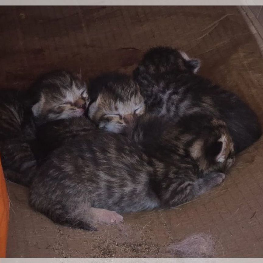Шотландский вислоухий короткошёрстный котёнок