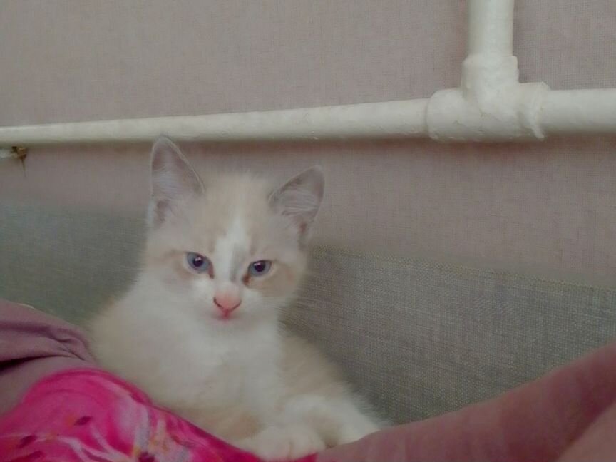 Кошка