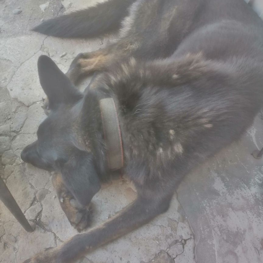 Вязка кобель