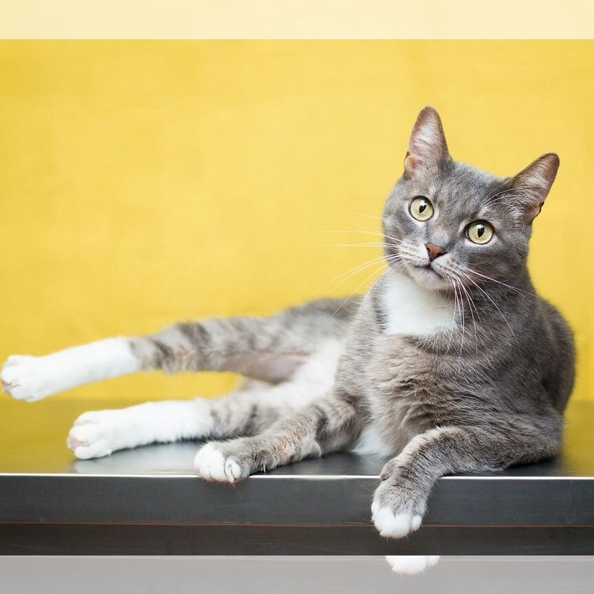 Взрослый кот в добрые руки