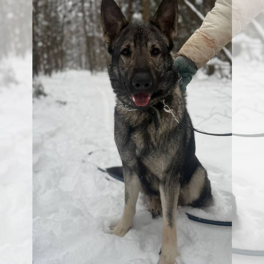 Немецкая овчарка, взрослый пёс