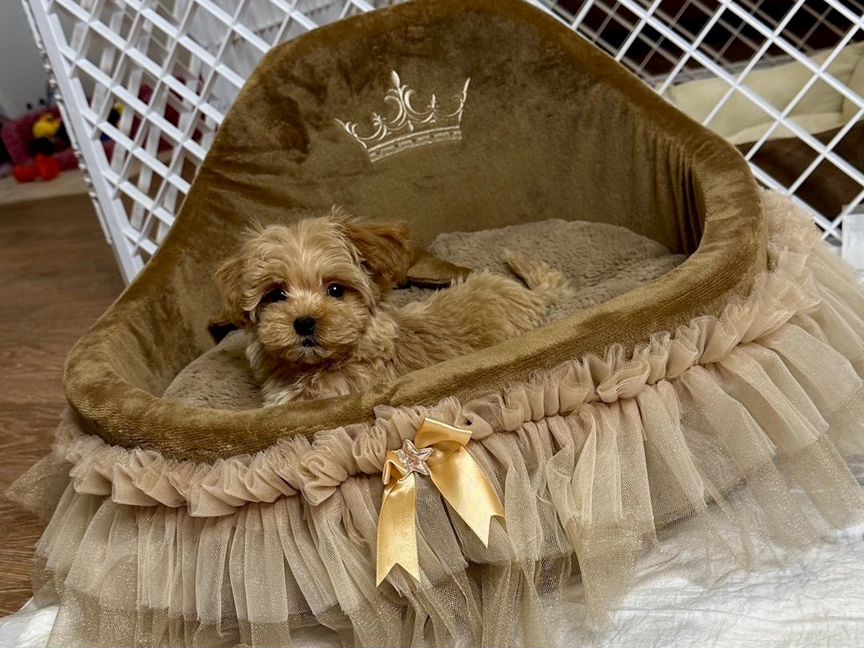 Мальтипу микро мальчик коричневый, москва