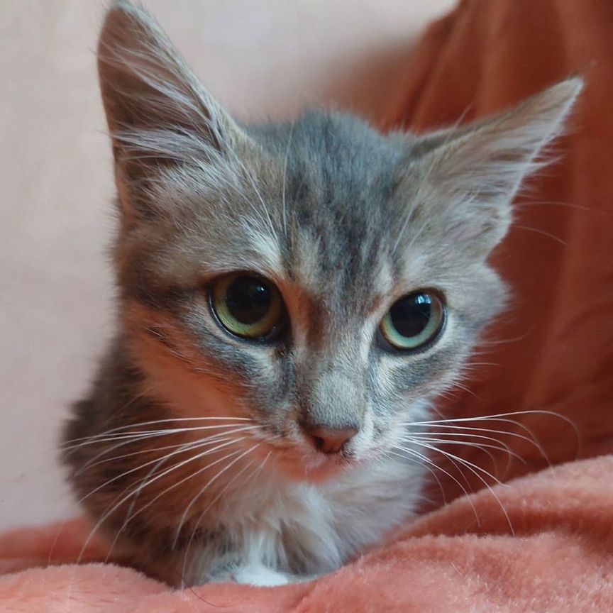 Котенок без хвоста