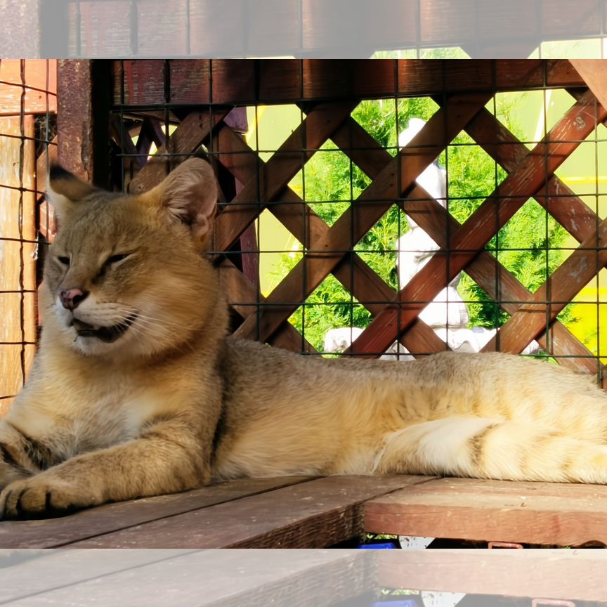 Чаузи котёнок